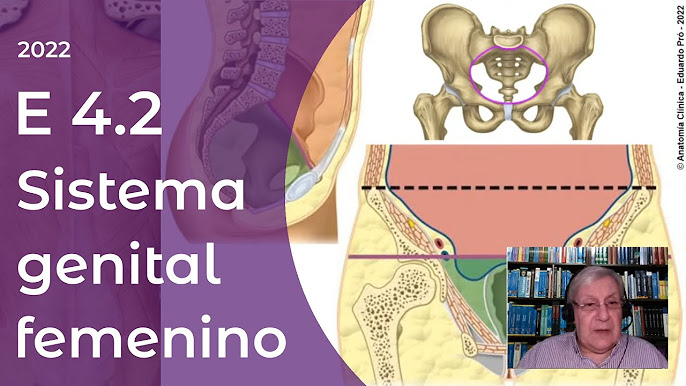 Imágenes De Anatomía De La Uretra Femenina Anatomia2 | #TP9 E4.1: