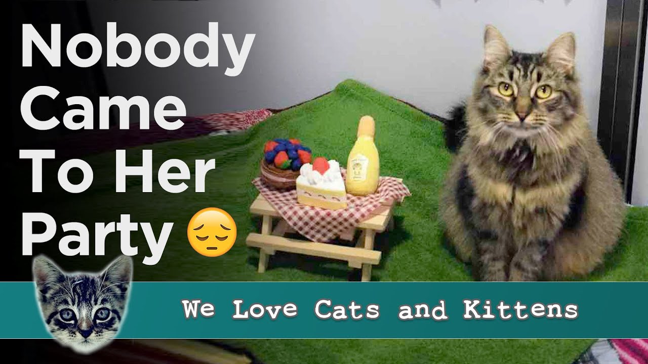 Shelter Threw A Birthday Party To Help Cat Get Adopted, But Nobody Came ...