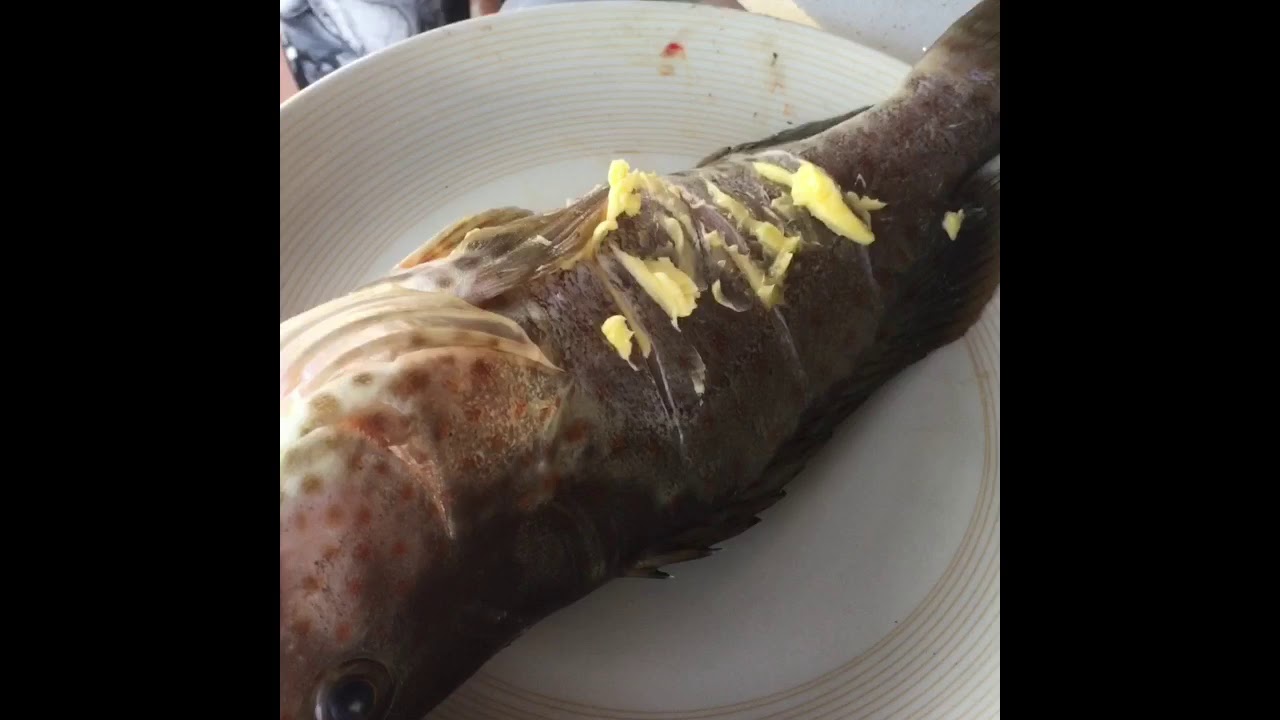 Golden Spotted Rock Cod Catch And Cook - YouTube