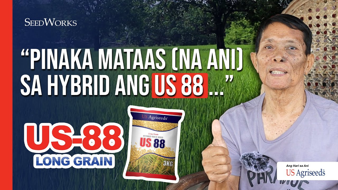 Part 1: Nueva Ecija Farmer approves US 88 Hybrid Rice Seed - YouTube