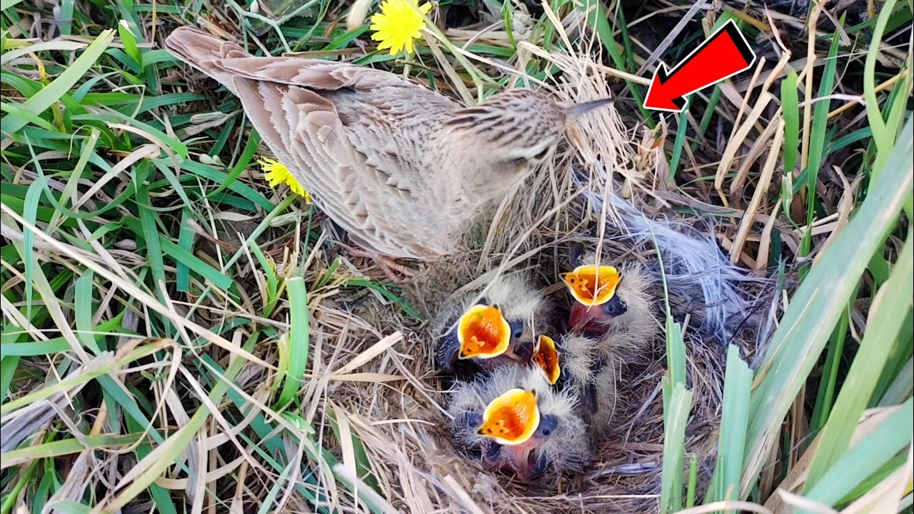 Careless lark mother bird putting grass in all her babies mouth ...