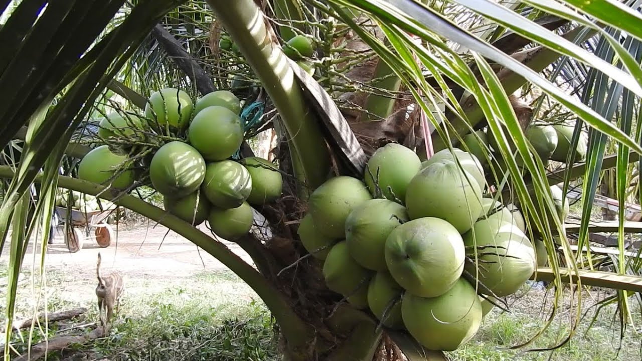 Harvest Coconut after 6 month fertillizer | Grow Coconut for Business ...