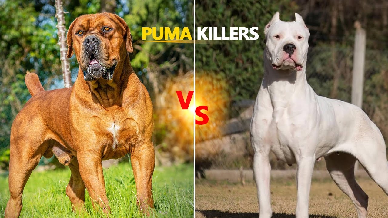 PUMA KILLERS - BOERBOEL VS DOGO ARGENTINO - YouTube