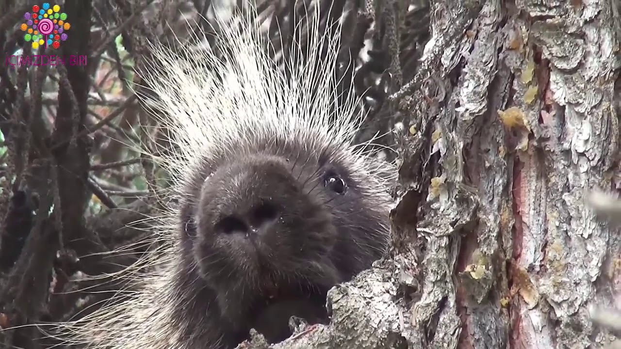 İLGİNÇ KİRPİ BELGESELİ , INTERESTING HEDGEHOG - YouTube