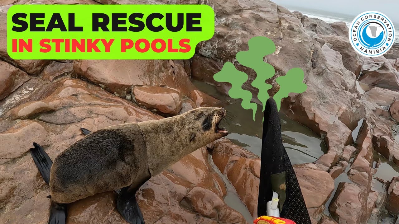 Seal Rescue In Stinky Pools - YouTube