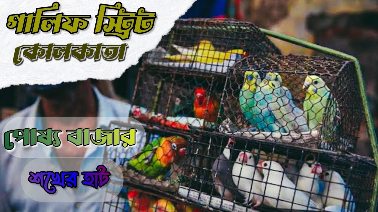 Gallif Street Birds Market | Kolkata Birds Market | Bagbajar Sokher ...