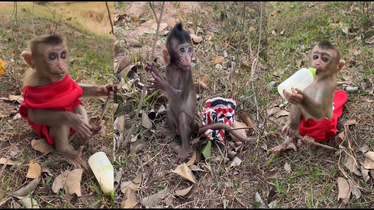 Today, the monkey went for a walk and took off his clothes. #animals # ...