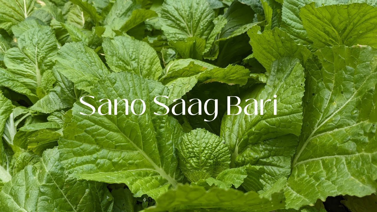 SANO SAAG BARI #gardening #kitchengarden #organic #farming #leafygreens ...