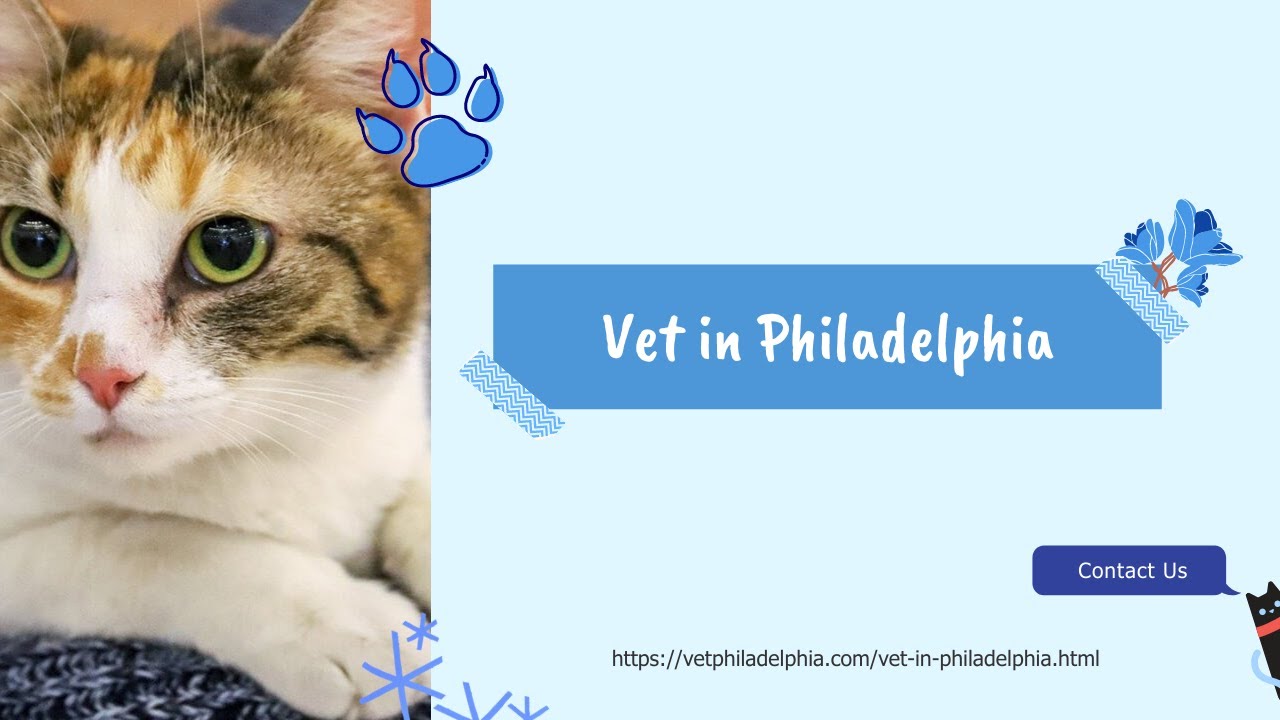 Vet in Philadelphia - YouTube
