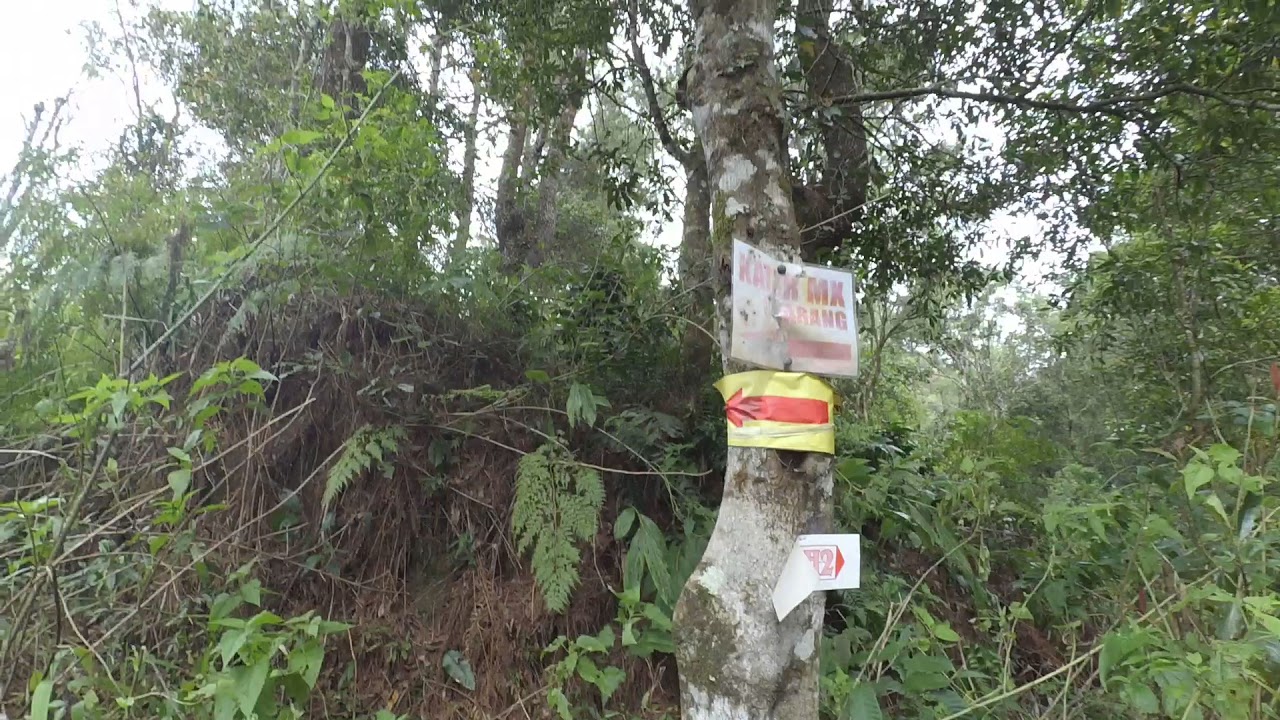 Kebun teh & view burangrang - YouTube