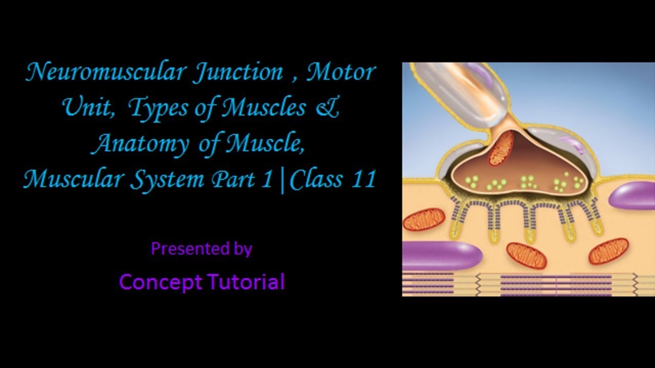 Types of Muscles | Neuromuscular Junction | Locomotion & Movement ...