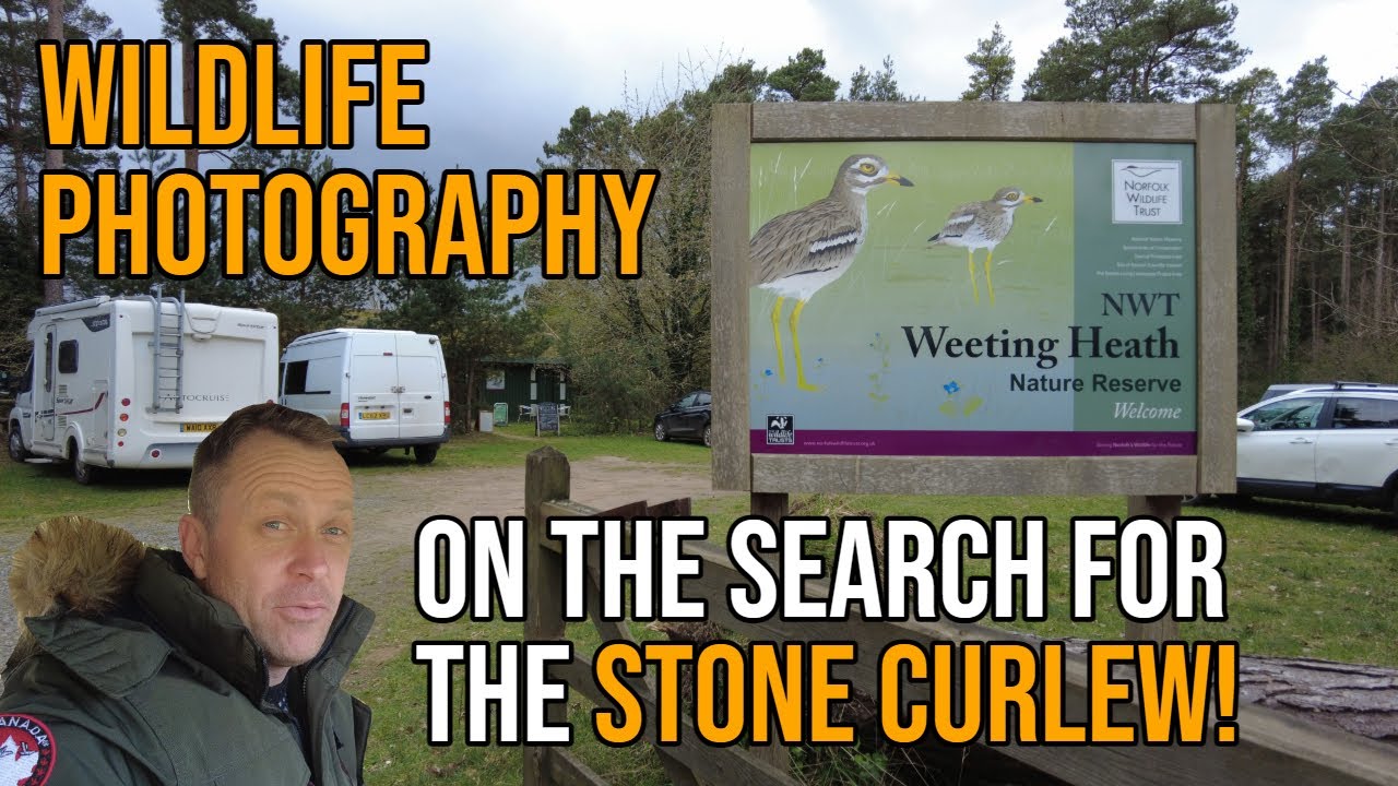 STONE CURLEWS at NWT Weeting Heath - Wildlife Photography Trip! - YouTube