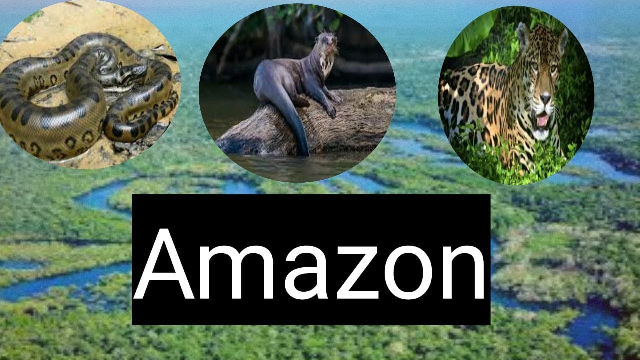 amazon forest secret unreavel |#amazonrainforest #viralvideos - YouTube