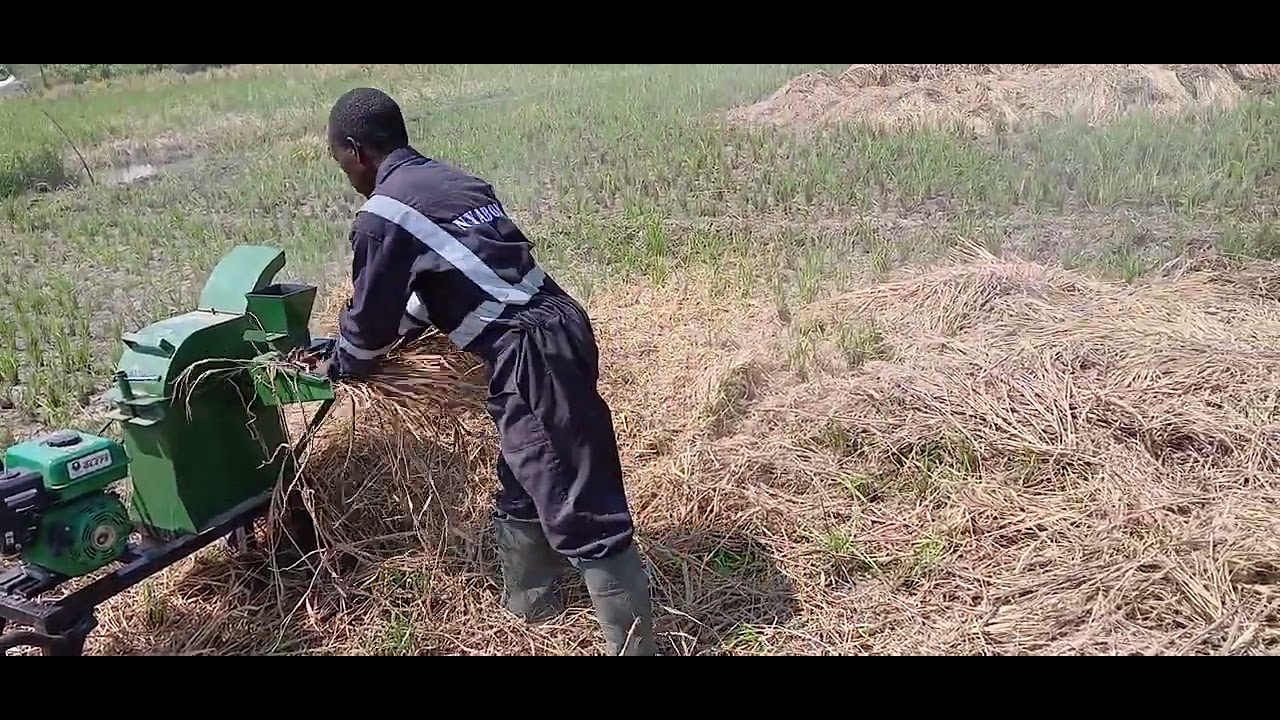Using a Chaff Cutter to turn rice stalks to animal feed. #farming # ...