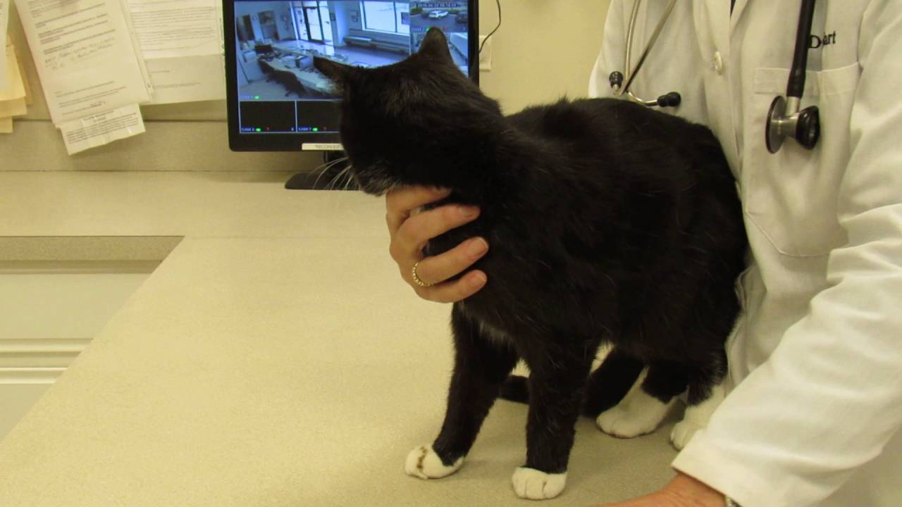 How to medicate a difficult pet - YouTube