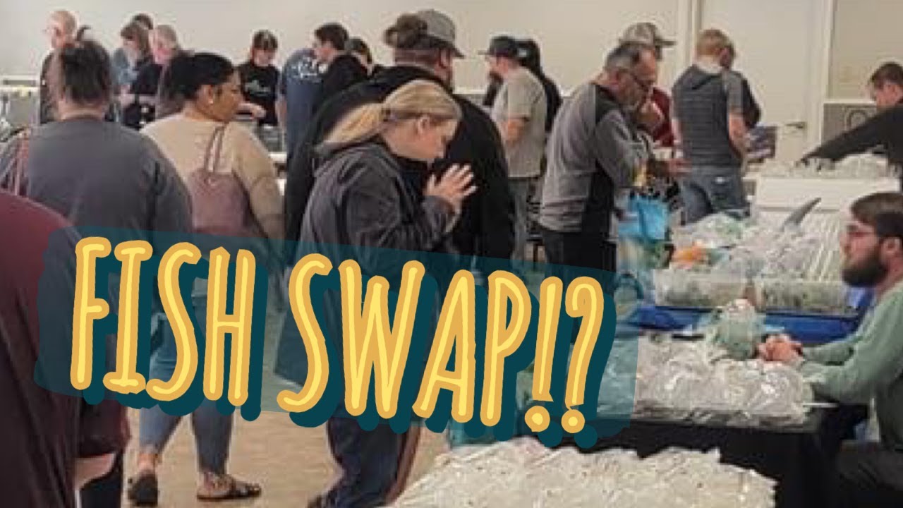 What To Expect At A Fish Swap - YouTube