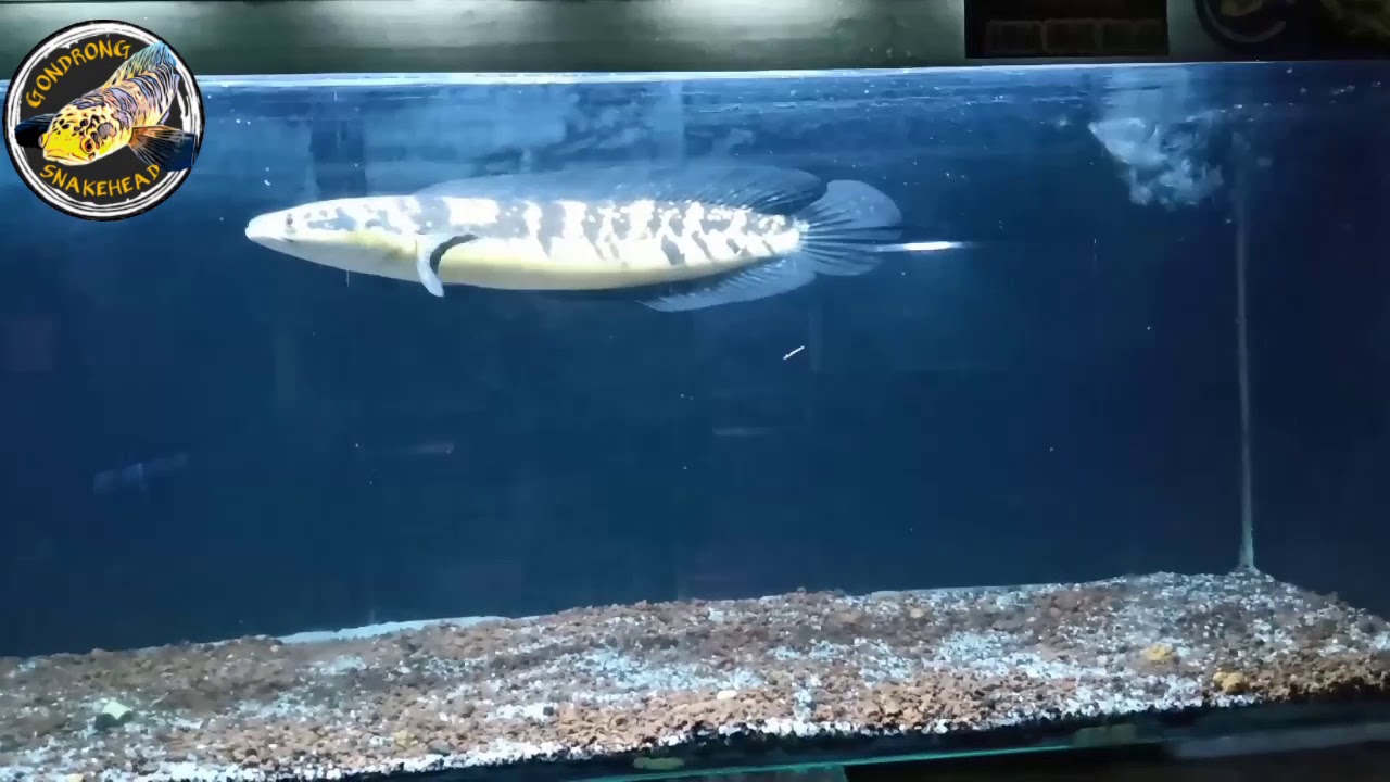 Channa maruliodes - the emperror snakehead - YouTube