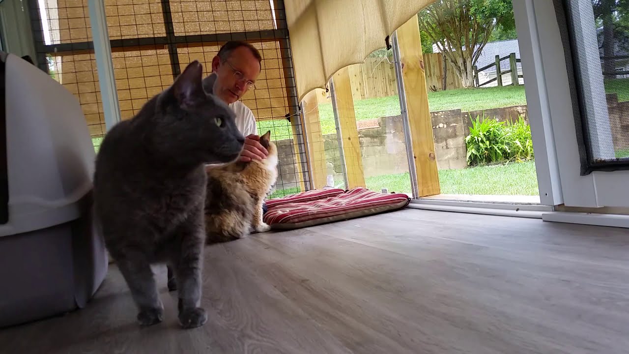 Cat House Film - YouTube