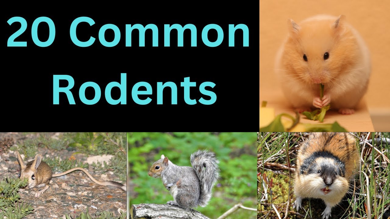 20 Common Rodents | Members Of Rat Family - YouTube