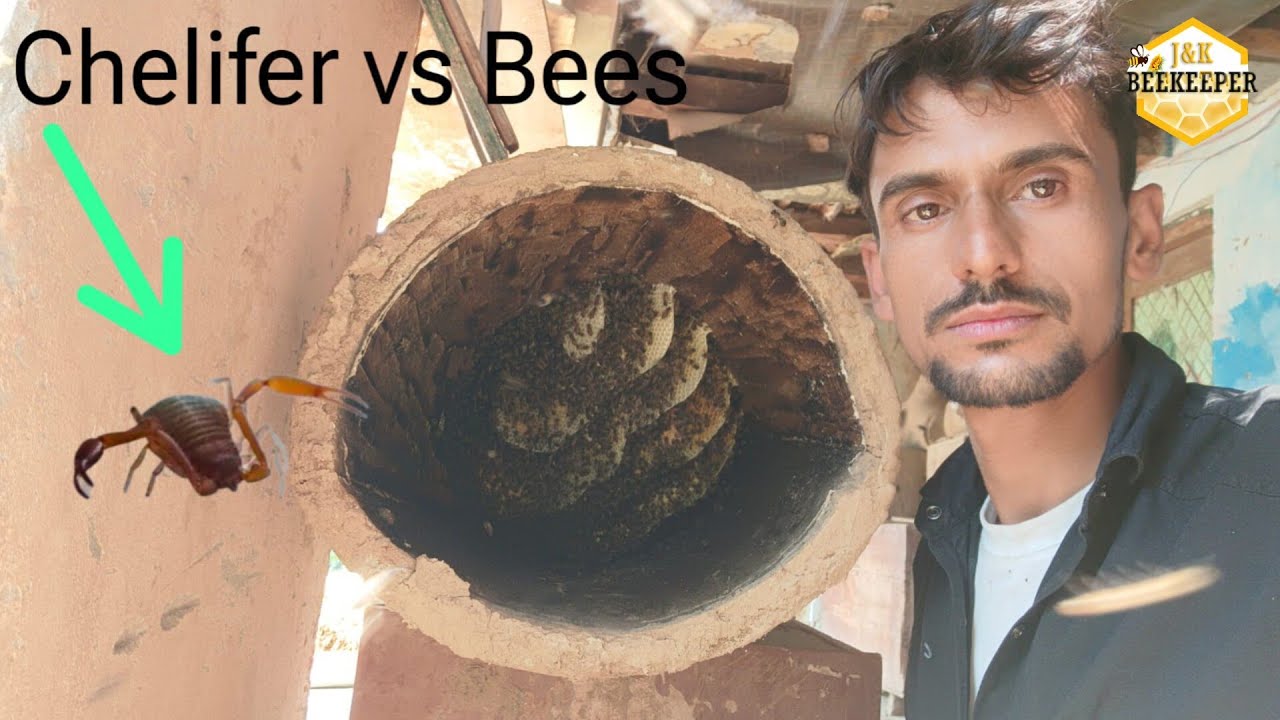 Benefits Of Chelifer | Relationship Between Bees And Chelifer ...