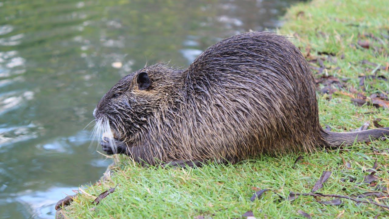The Beaver - photo slideshow - YouTube