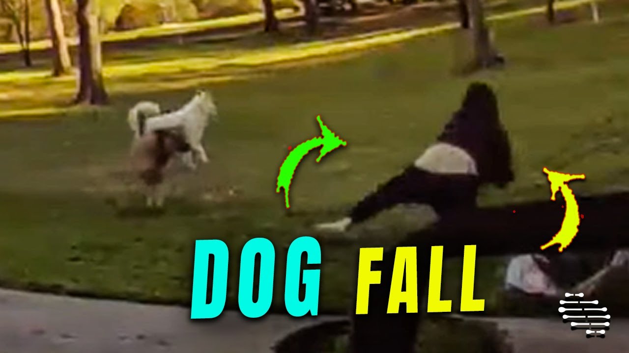 Energetic Dog Unintentionally Causes Owner to Fall While Chasing a ...