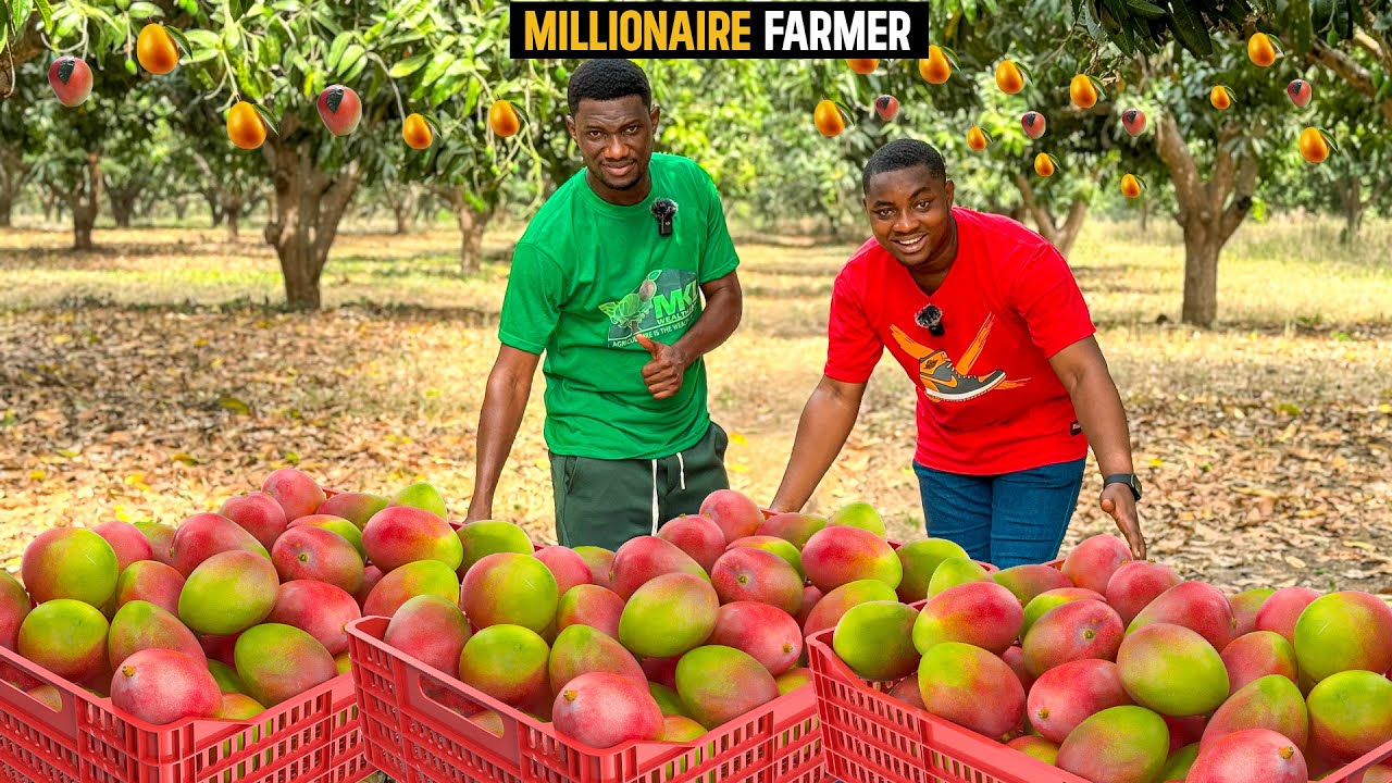 How He Makes Over GHS1,000,000($74,731.59) From His 100 Acre Mango ...