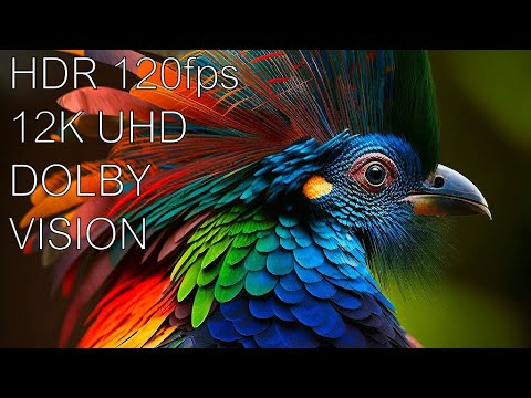 Vibrant Birds of the World in 12K - Serene Wildlife Footage with ...