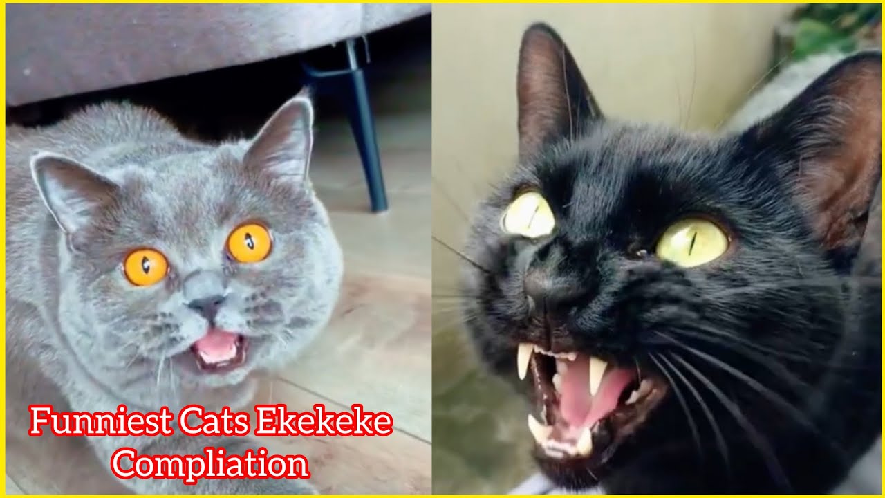 Cats EKEKEKE Compliation | The Funniest Chirps | Chatters & More ...