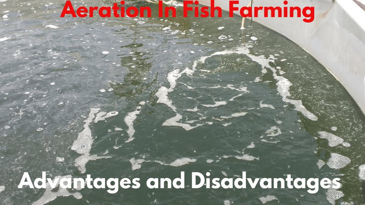 You Won't Believe the Power of Aeration in Fish Farming - YouTube