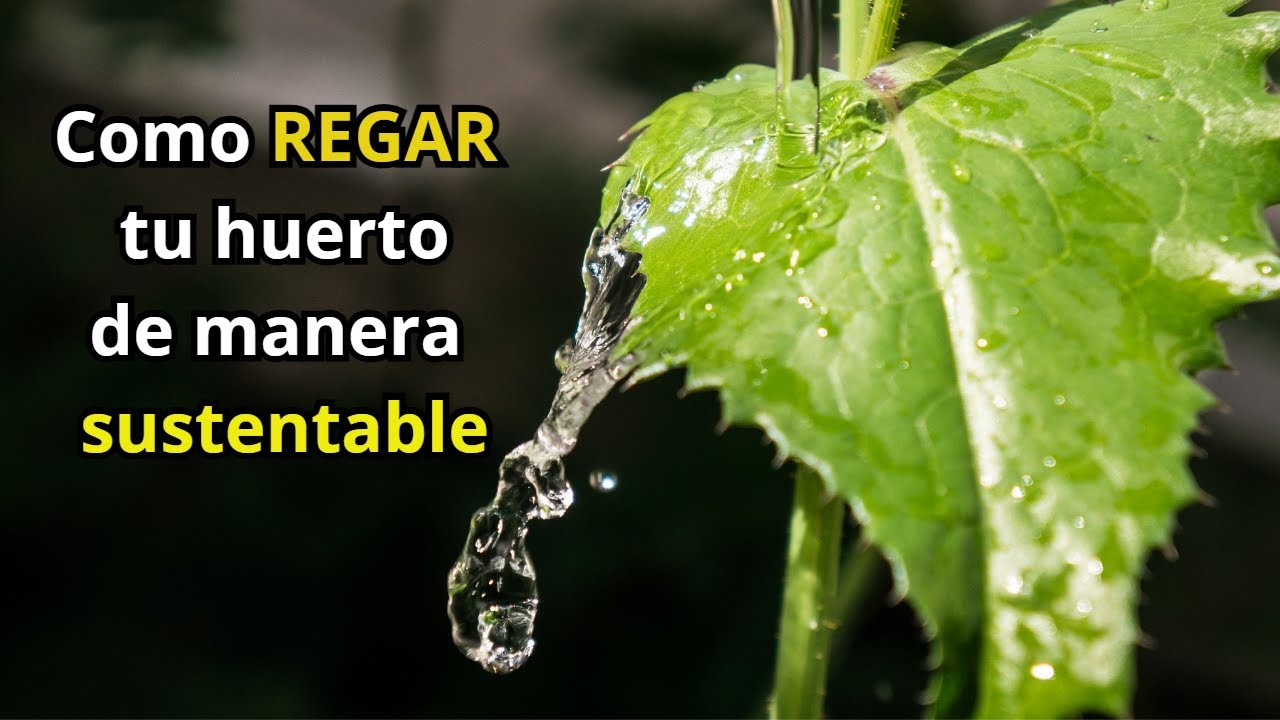 Descubre cómo regar tu huerto ecológico de manera sostenible - Tip 4 ...
