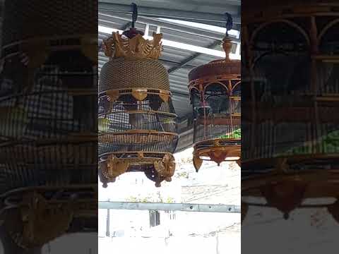selehe Maha Patih siap gantang 8898