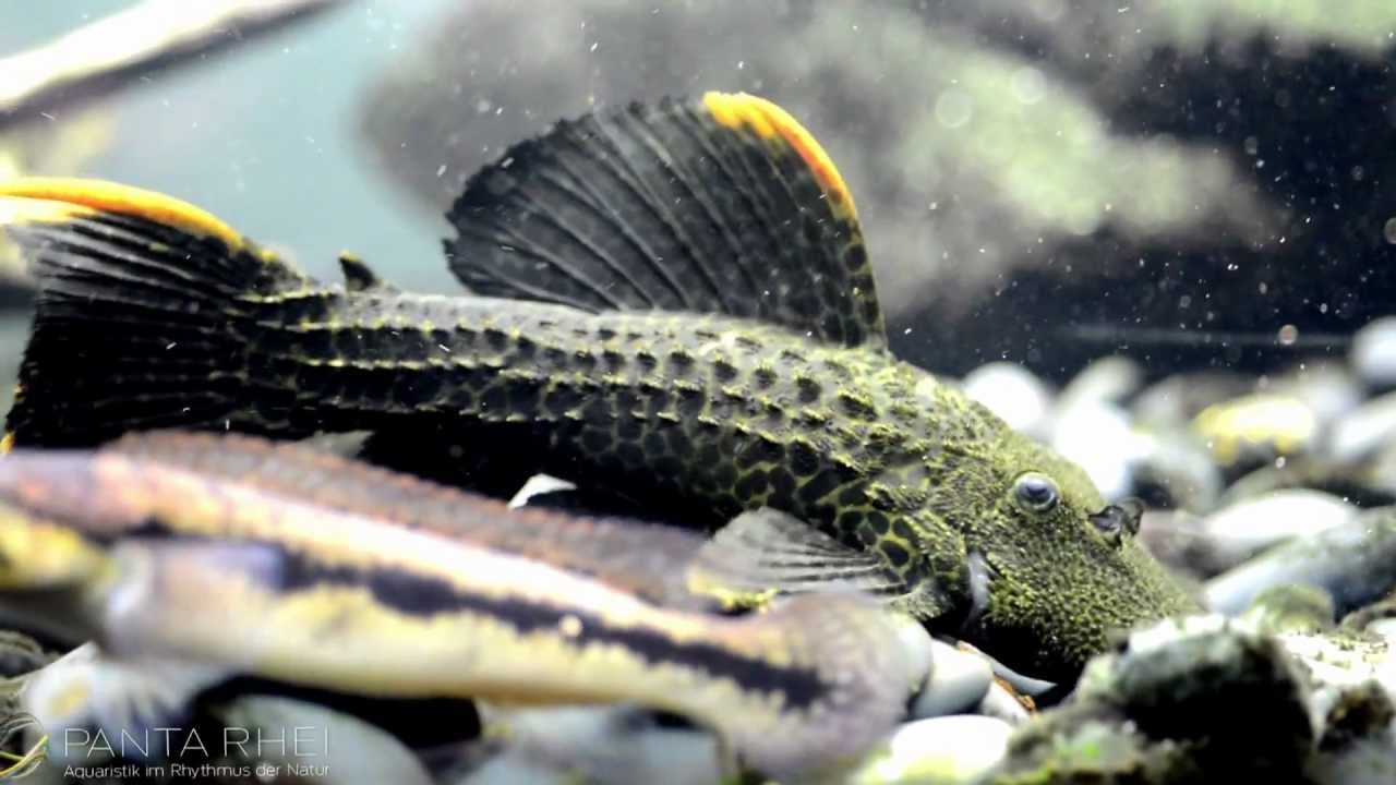 Pseudacanthicus L427 - YouTube