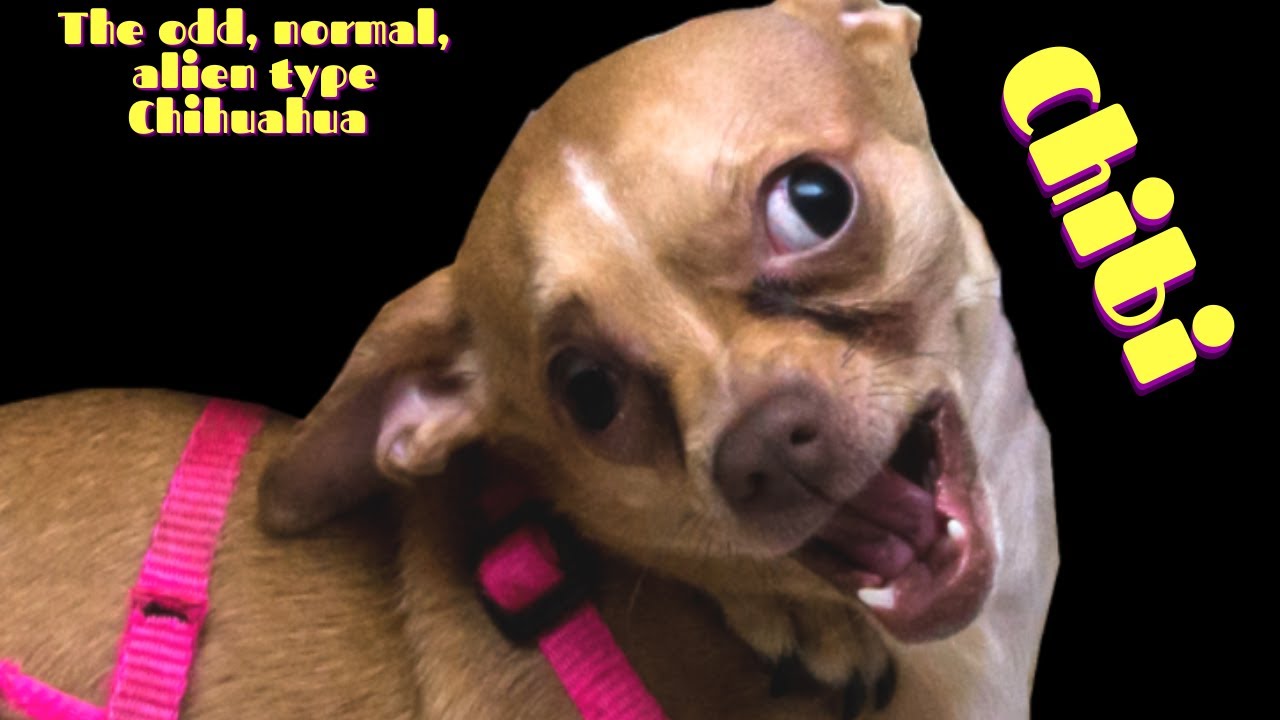 The odd, normal, alien type Chihuahua - Chibi - YouTube