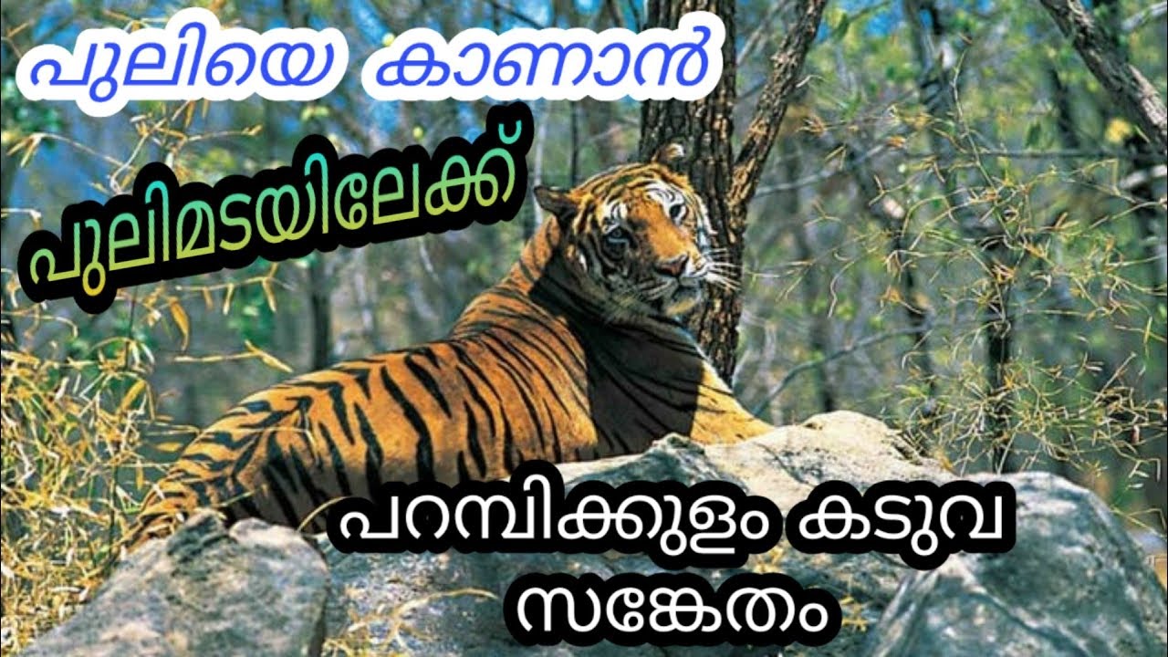 Parambikulam Tiger Reserve Tru Aanamalai Tiger Reserve and Topslip ...