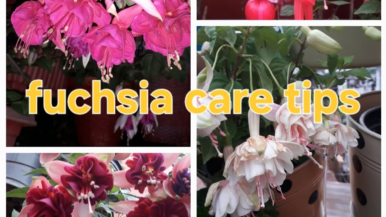 fuchsia plant care: how to plant ,grow ,pruning and care of fuchsia ...