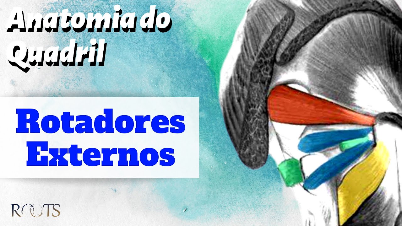 ANATOMIA QUADRIL | SEJA ROOTS | MÚSCULOS ROTADORES EXTERNOS - YouTube