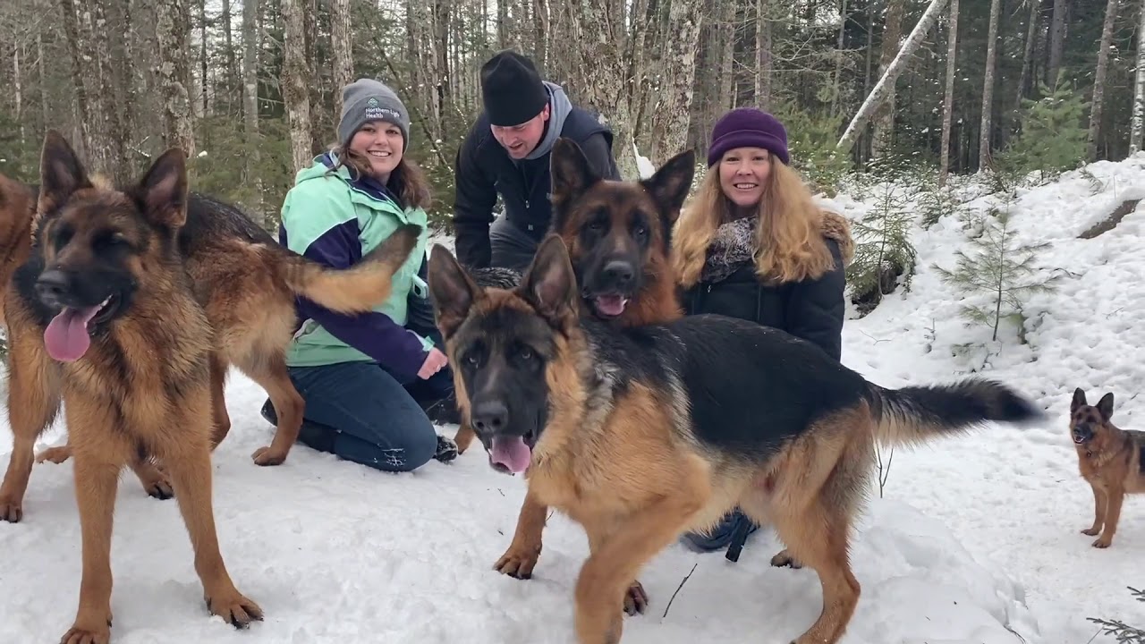 Go hiking with a huge pack of GERMAN SHEPHERDS! - YouTube