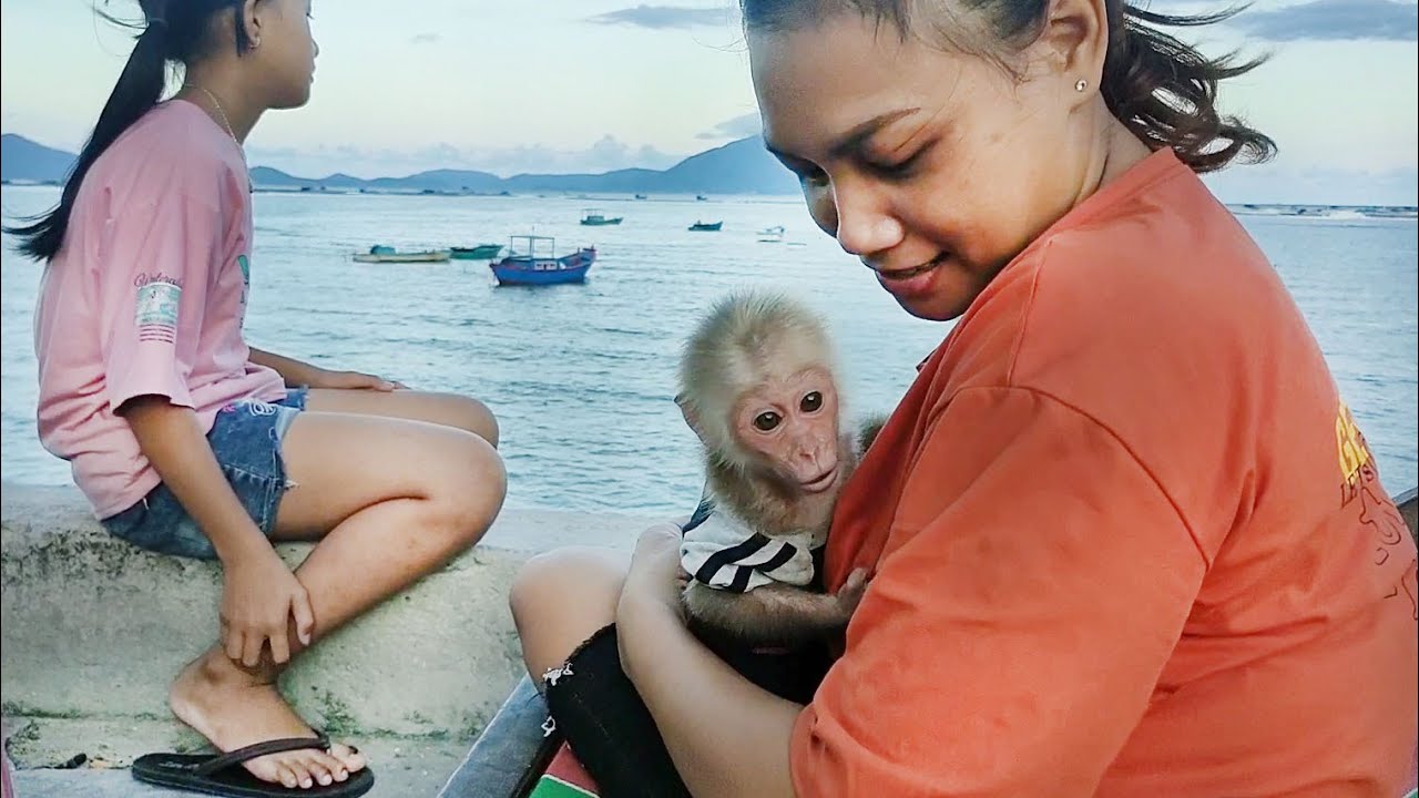 Monkey Bob and his family's first trip to the sea - YouTube