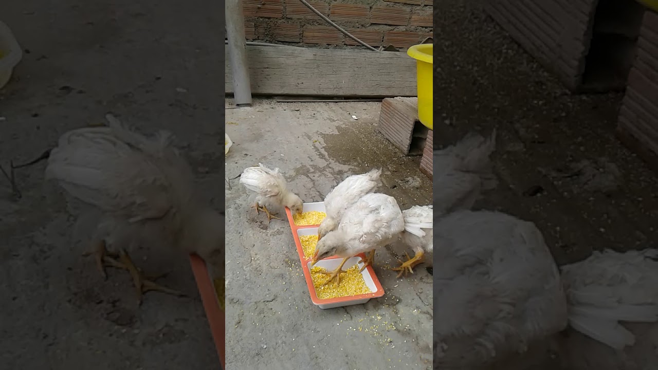 Los pollos con hambre😅 - YouTube
