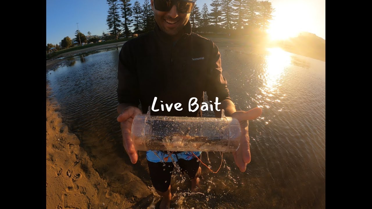 Catching live Poddy Mullet using bread and a $20 trap - YouTube