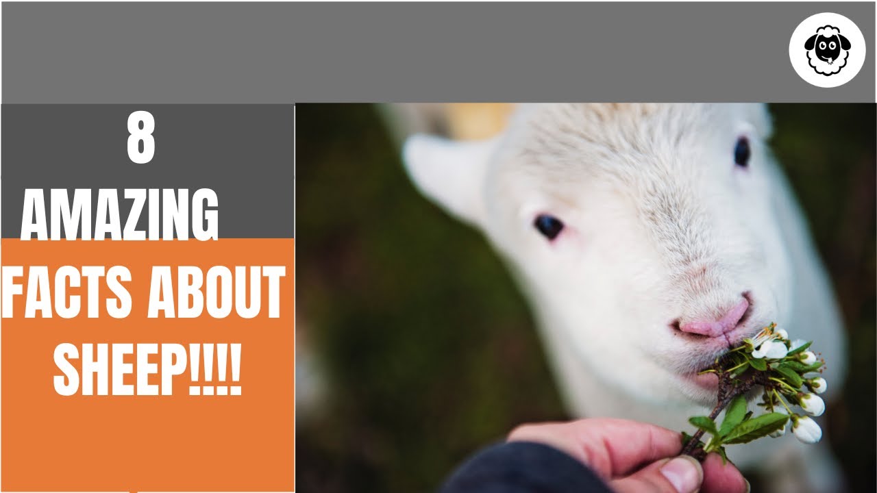 8 AMAZING FACTS ABOUT SHEEP - YouTube