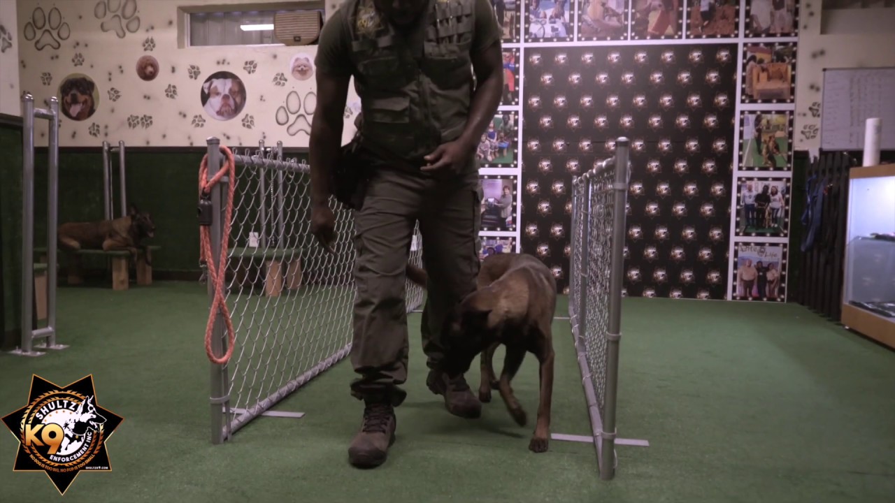 Shultz K9 Enforcement Commercial - YouTube
