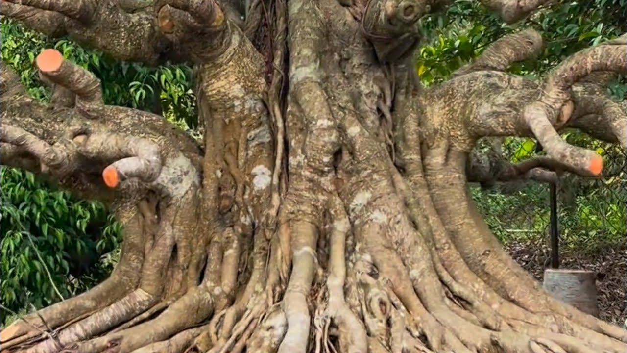 Part 2 Inspirasi bonsai super super dari Mr. Văn Tự - YouTube