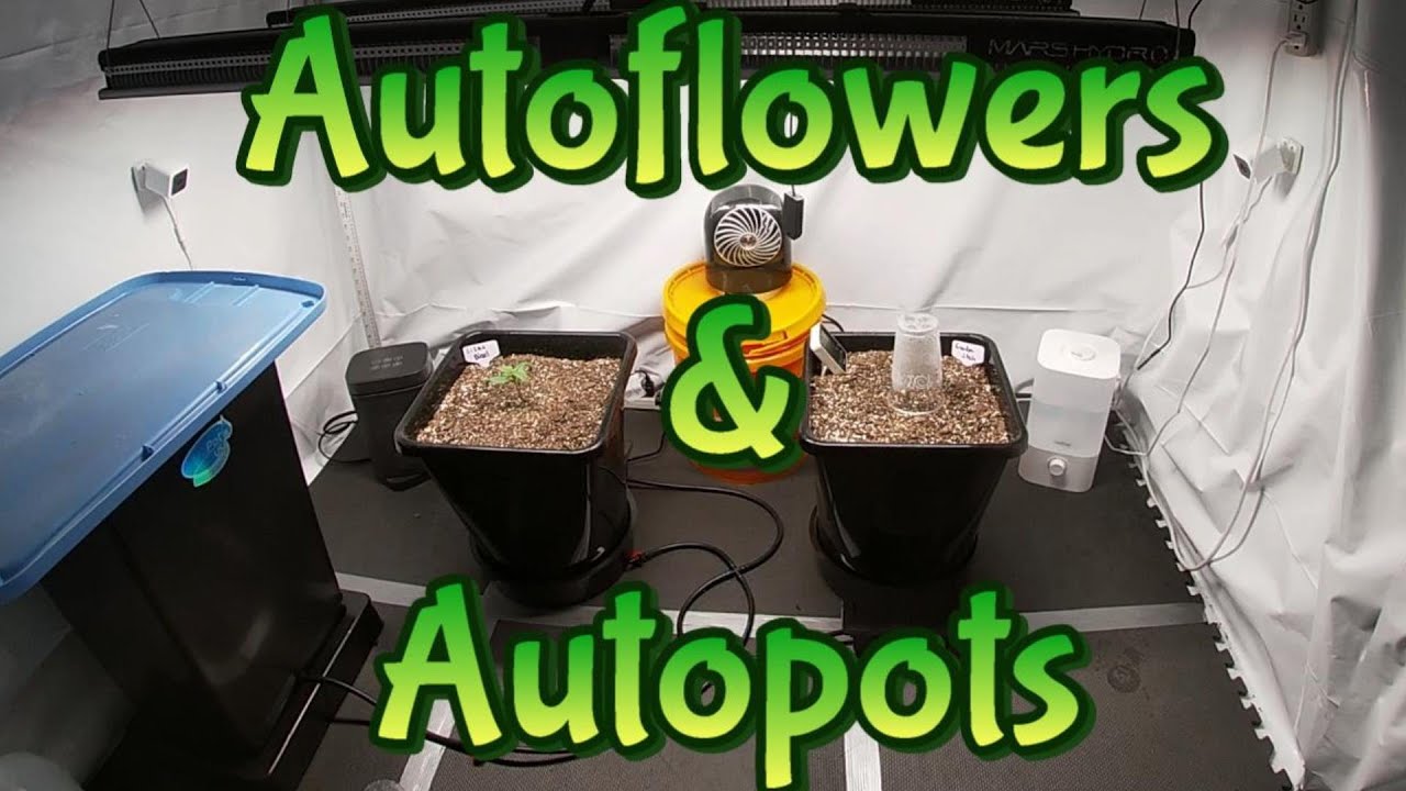 Week 1 Autoflowers & Autopots (Setup & Germination) - YouTube