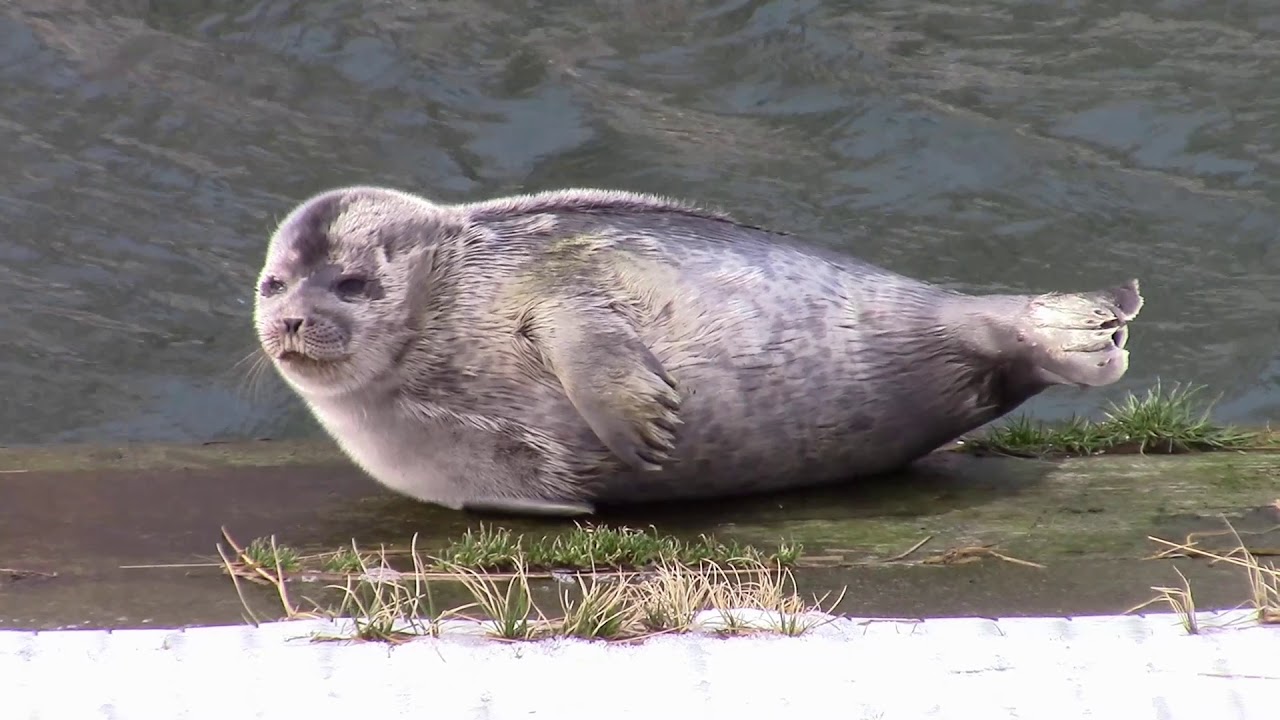 Cute Ringed Seal Pup in Unalaska, AK - YouTube