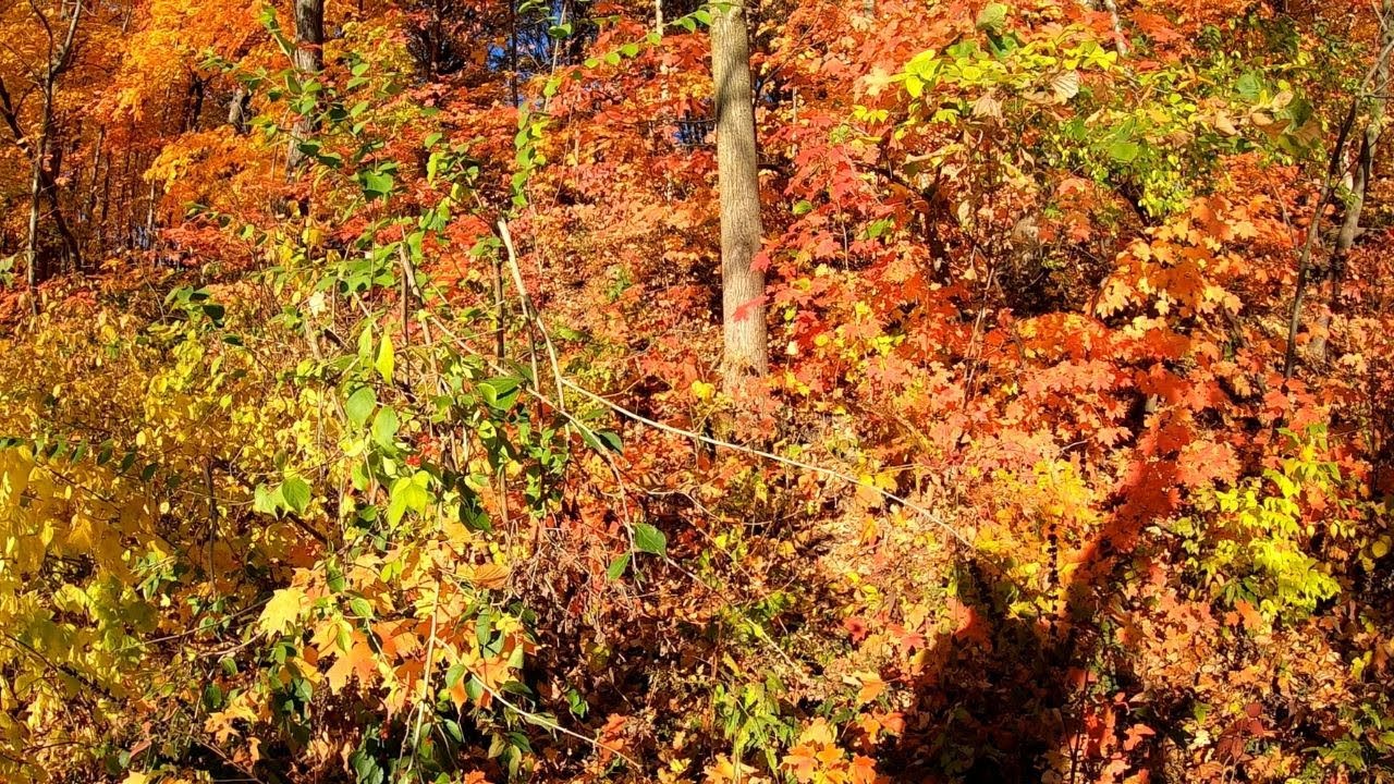 Relaxing Fall Walk through the Woods - Autumn in Illinois (HD) - YouTube