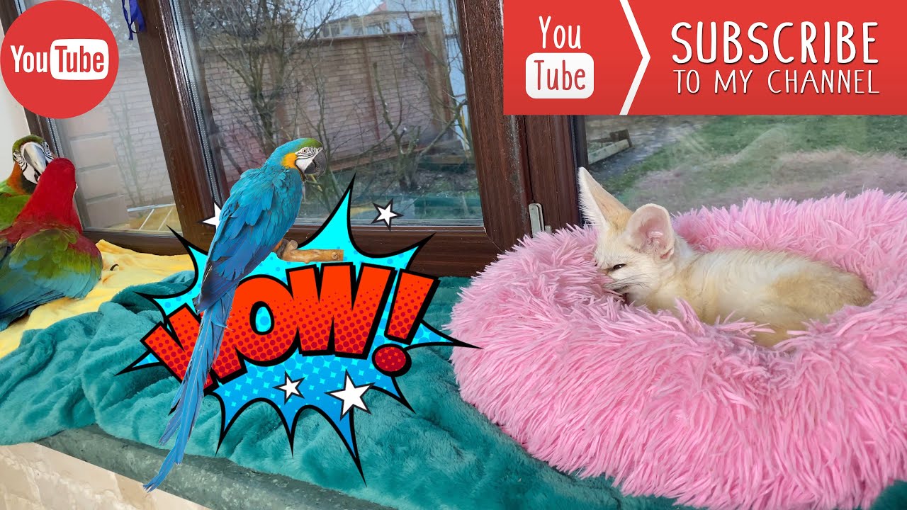 Tiffany the fox is resting and watching the parrots play. - YouTube