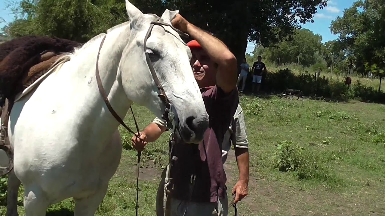 TORDILLO PESADO BUEN CABALLO $ 35.000 WWW.LOSBAGUALES.COM.AR - YouTube