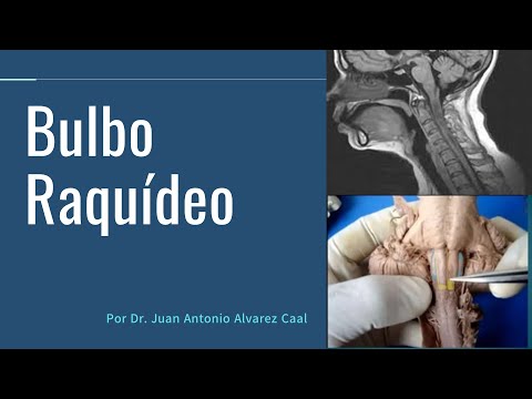 Bulbo Raquídeo: Estructura y Conexiones | iNeurociencias